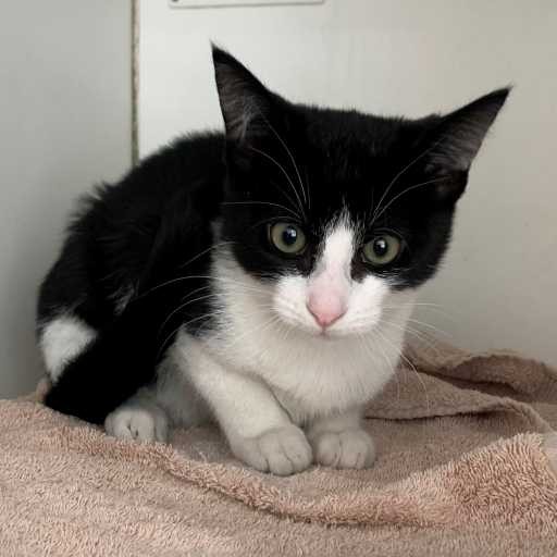 Pets For Adoption - Greater Shepparton City Council