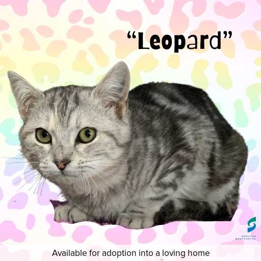 Pets For Adoption - Greater Shepparton City Council