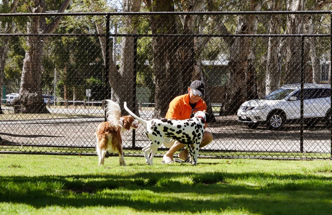 Council adopts Domestic Animal Management Plan 2022-2025 - Greater ...