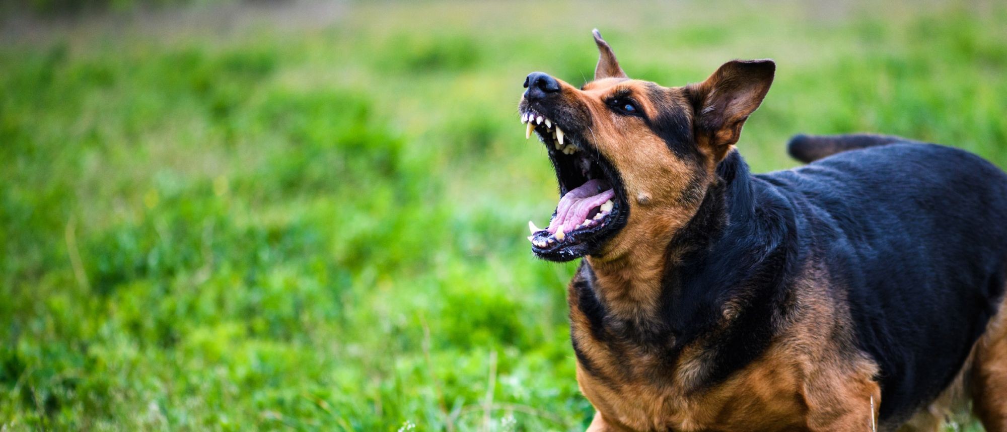 dangerous dogs attacks