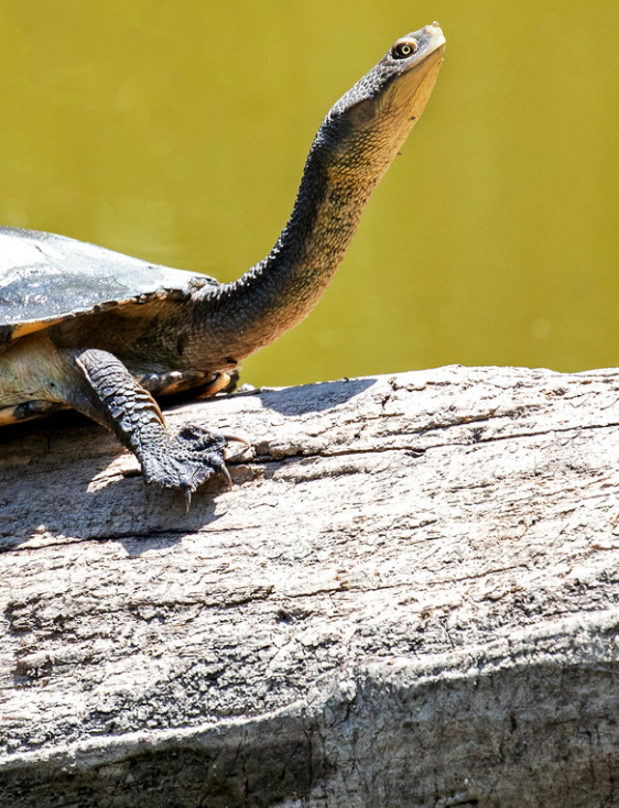 Turtle Talk Tatura - Greater Shepparton City Council
