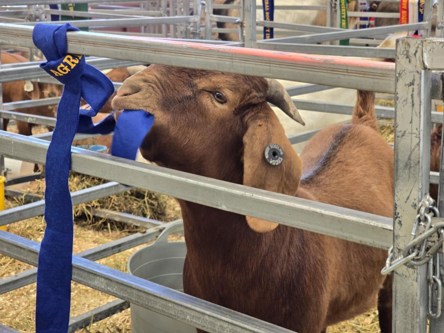 149th Annual Shepparton Show - Greater Shepparton City Council