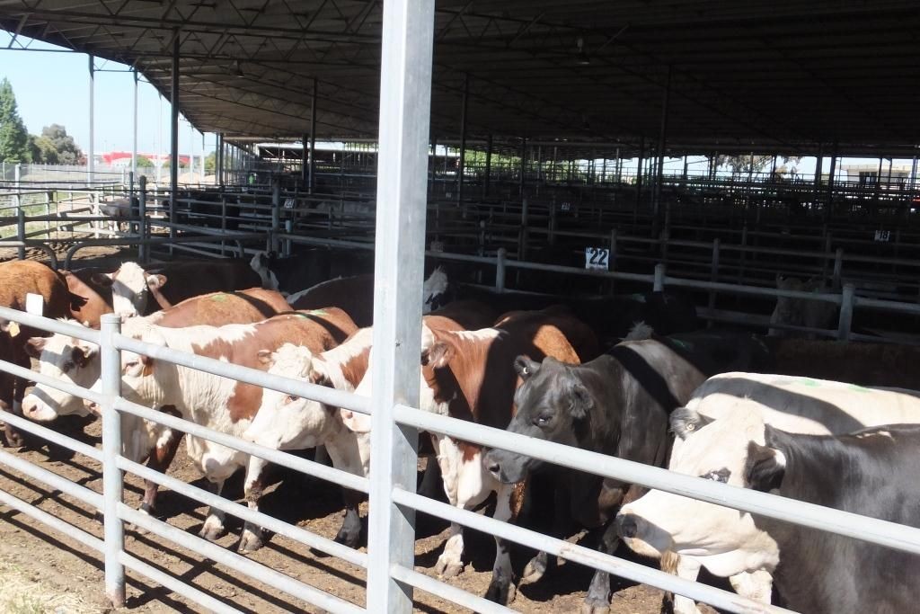 New Shepparton Regional Saleyards operator to commence in 2025 ...