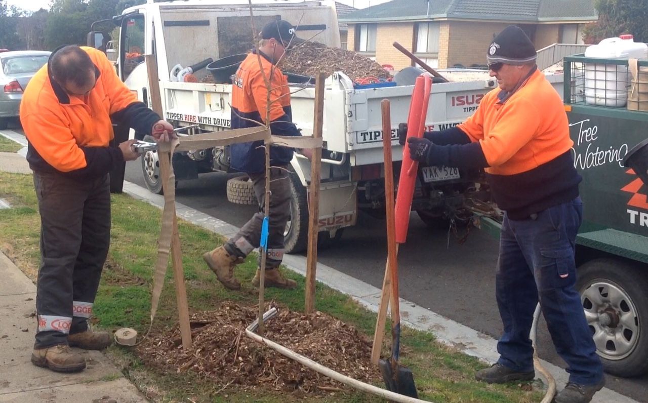 Street trees replanting program underway - Greater Shepparton City Council