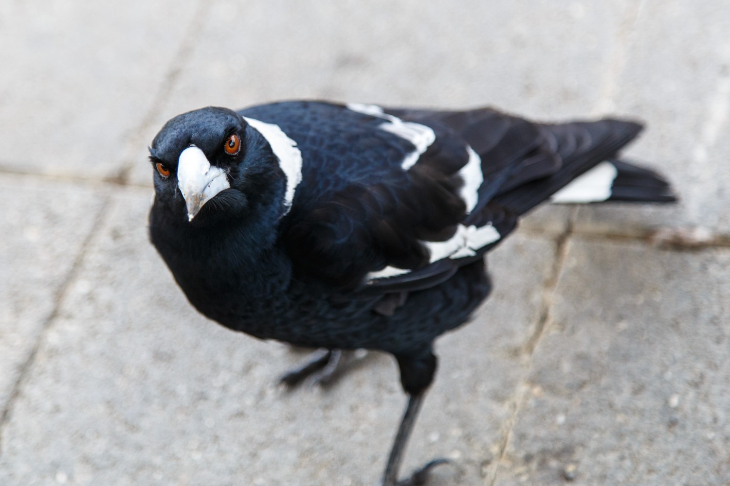 Look out for Swooping Magpies - Greater Shepparton City Council
