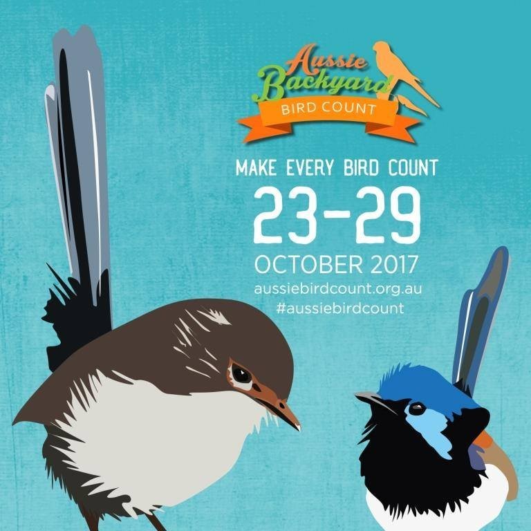 Spring into action for Aussie Bird Count during National Bird Week ...