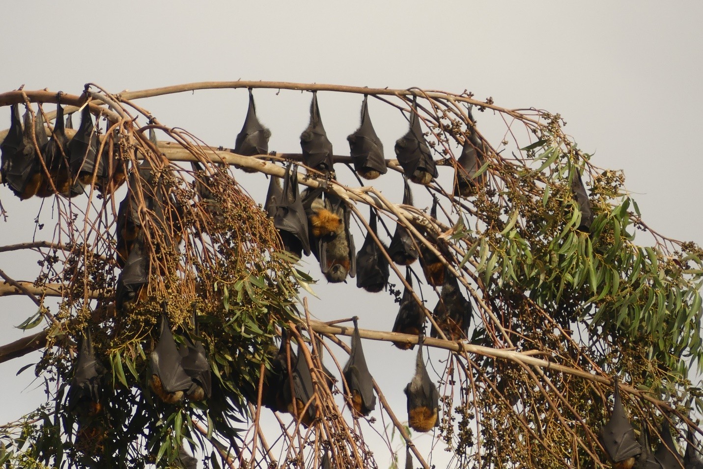 Flying Foxes in Cussen Park Tatura - Greater Shepparton City Council