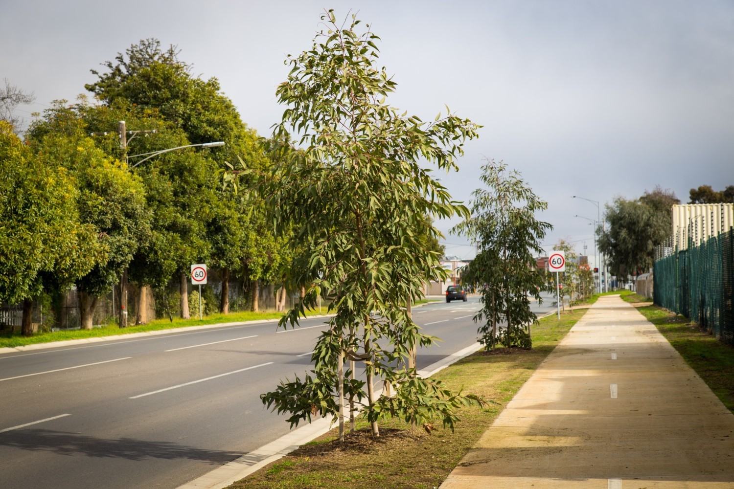 Council’s 2020 street trees planting program underway - Greater ...