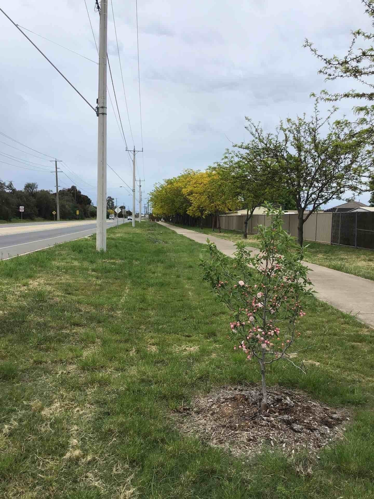 Trees destroyed in act of vandalism - Greater Shepparton City Council