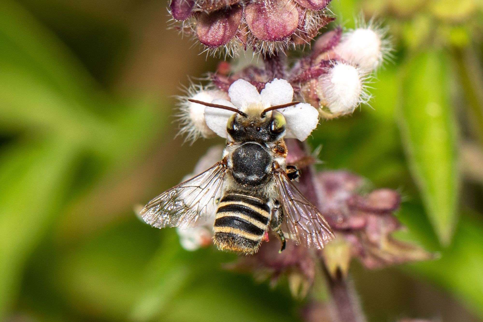 Join in the Wild Pollinator Count with RiverConnect - Greater ...