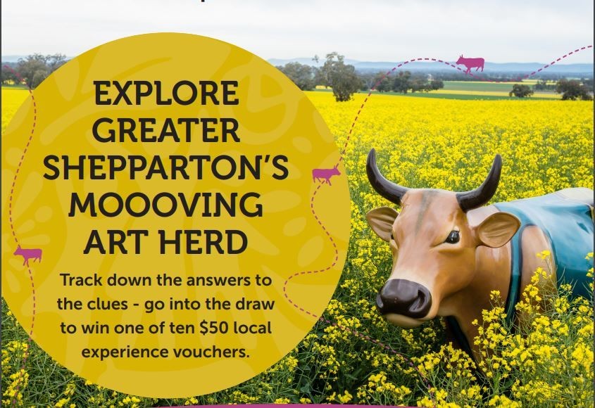 The cows are on the mooove through the region - Greater Shepparton City ...