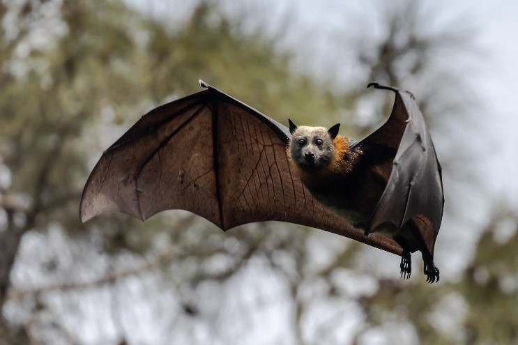 Bat Night is returning to Tatura this school holidays - Greater ...