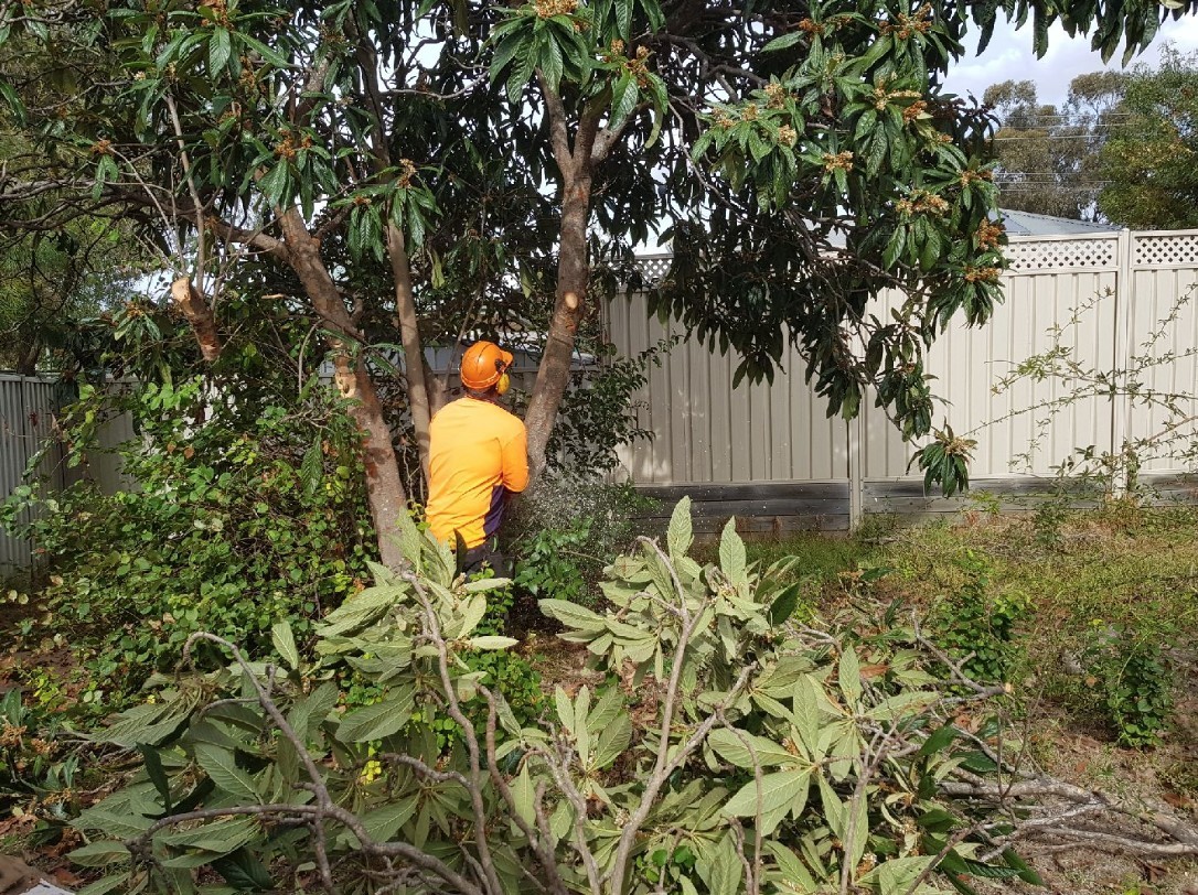 Revised GMV Program Halts Fruit Tree Removal | Mirage News