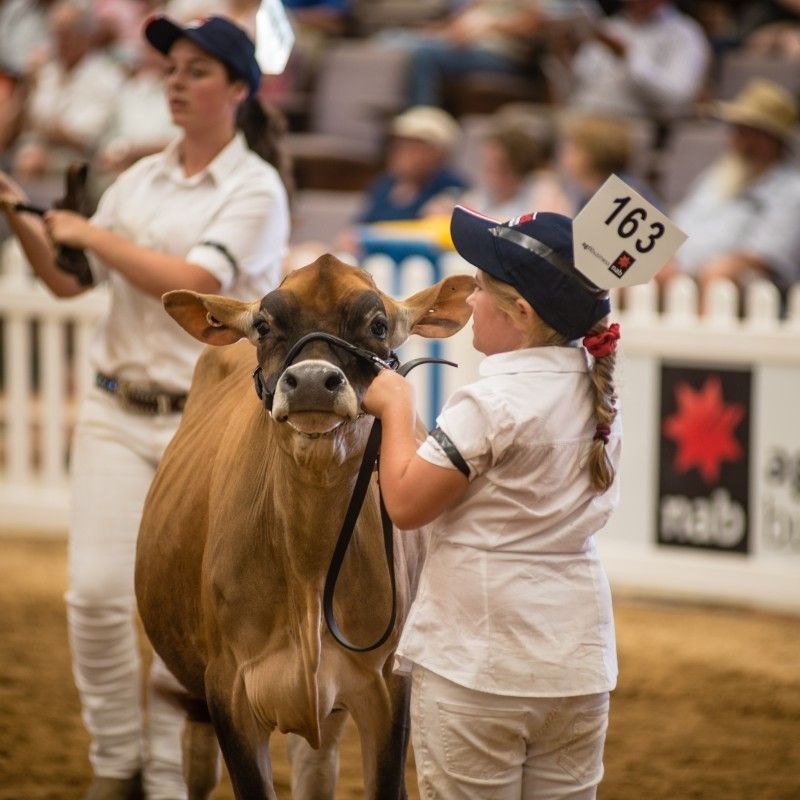 Dairy Week to Boost Region, Highlight Aussie Excellence | Mirage News